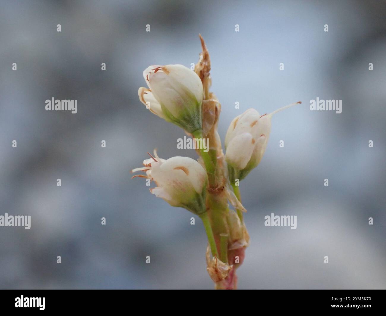 alpine bistort (Bistorta vivipara Stock Photo - Alamy