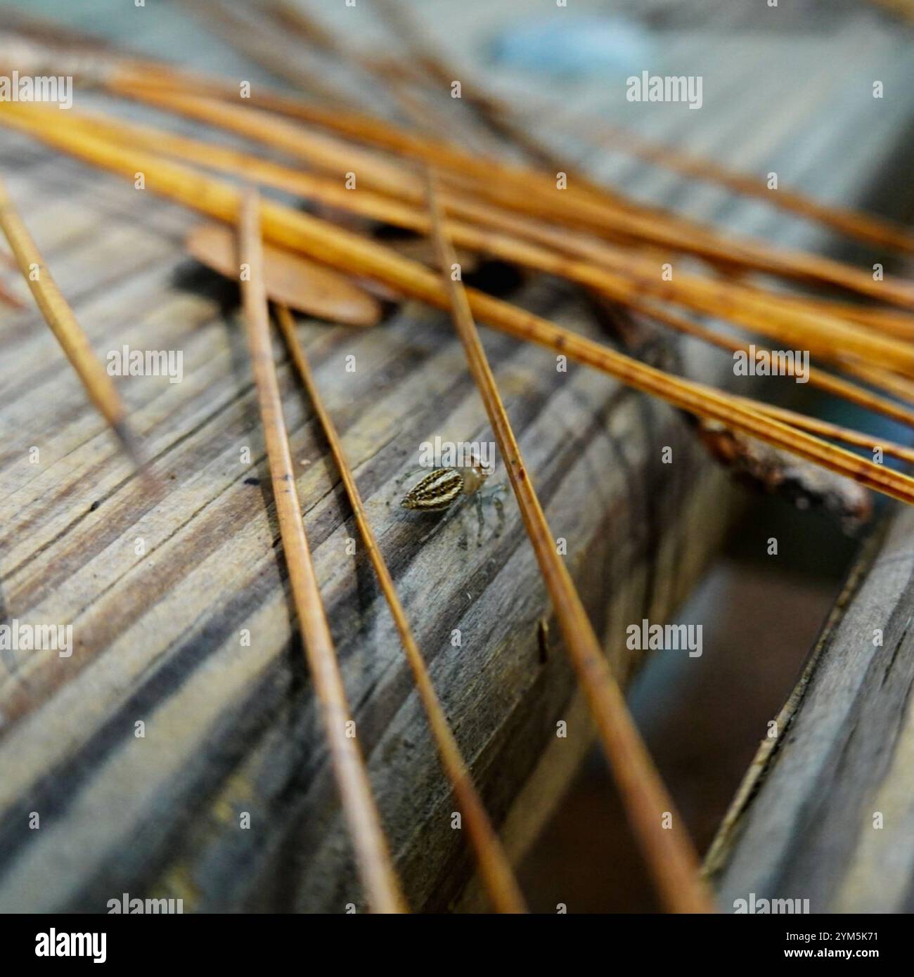 Sylvan Jumping Spider (Colonus sylvanus Stock Photo - Alamy