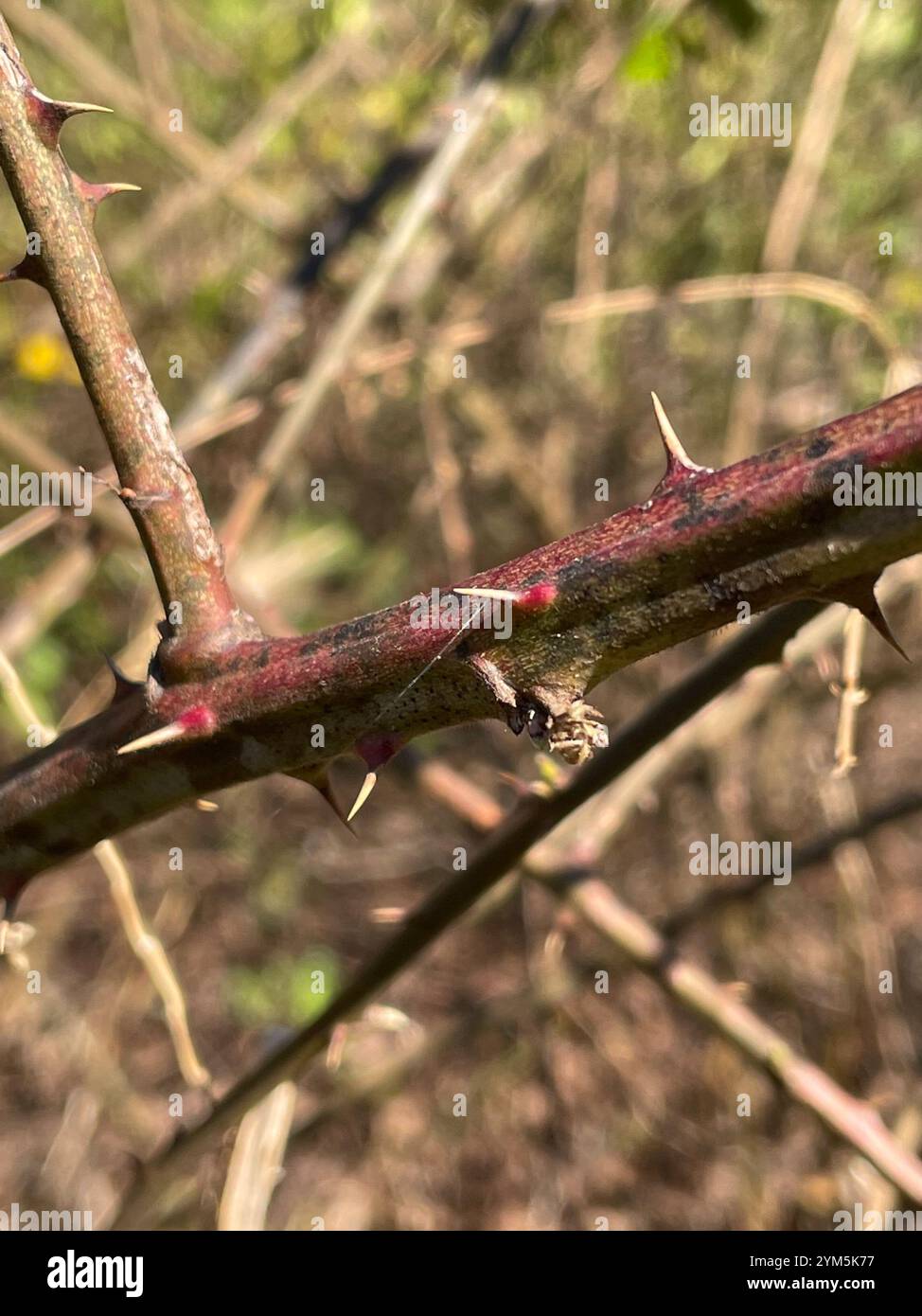 Pennsylvania Blackberry (Rubus pensilvanicus Stock Photo - Alamy