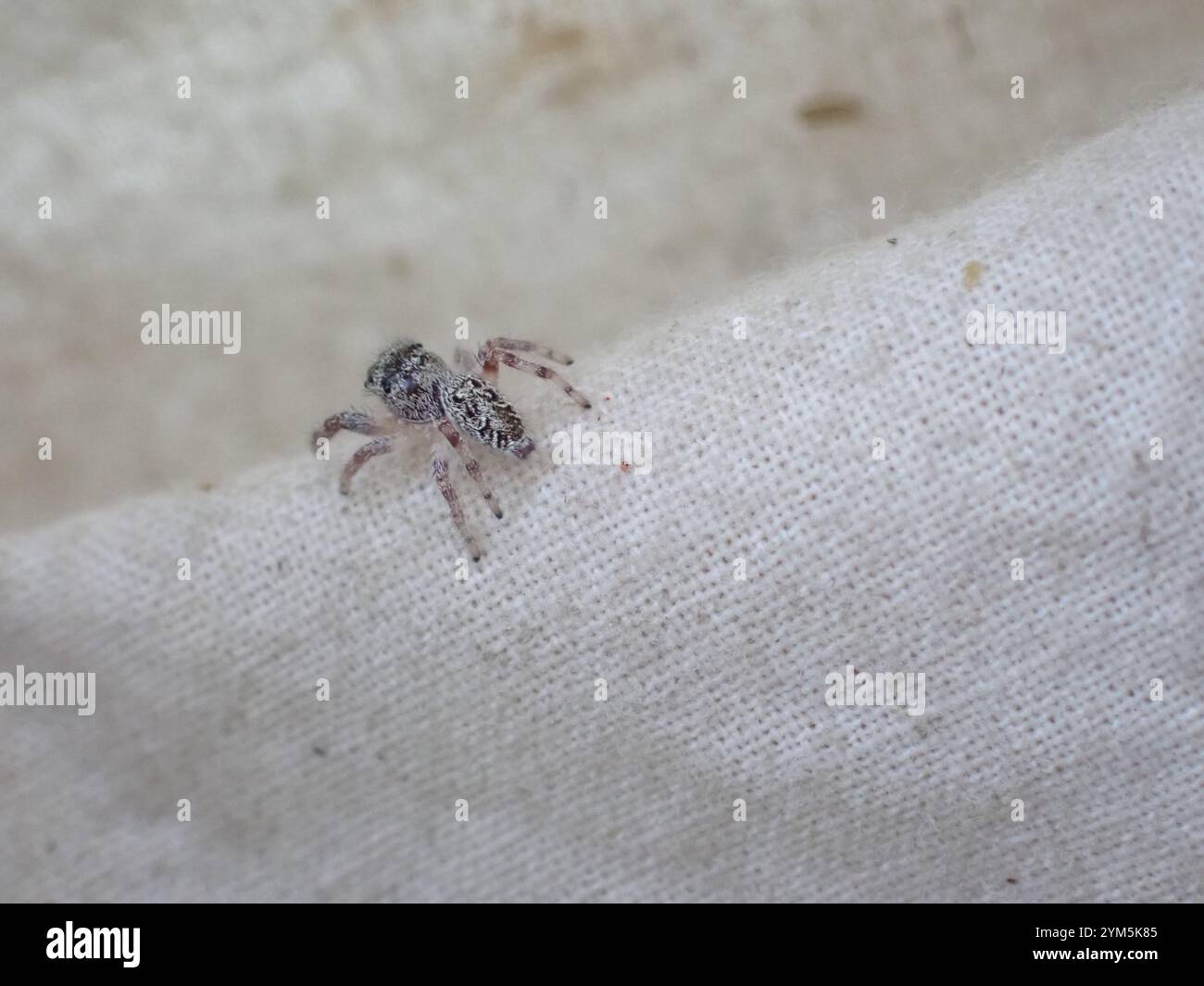 Bronze Jumping Spider (Eris militaris Stock Photo - Alamy
