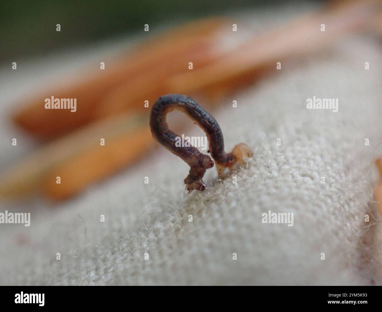 Geometer Moths (Geometridae Stock Photo - Alamy