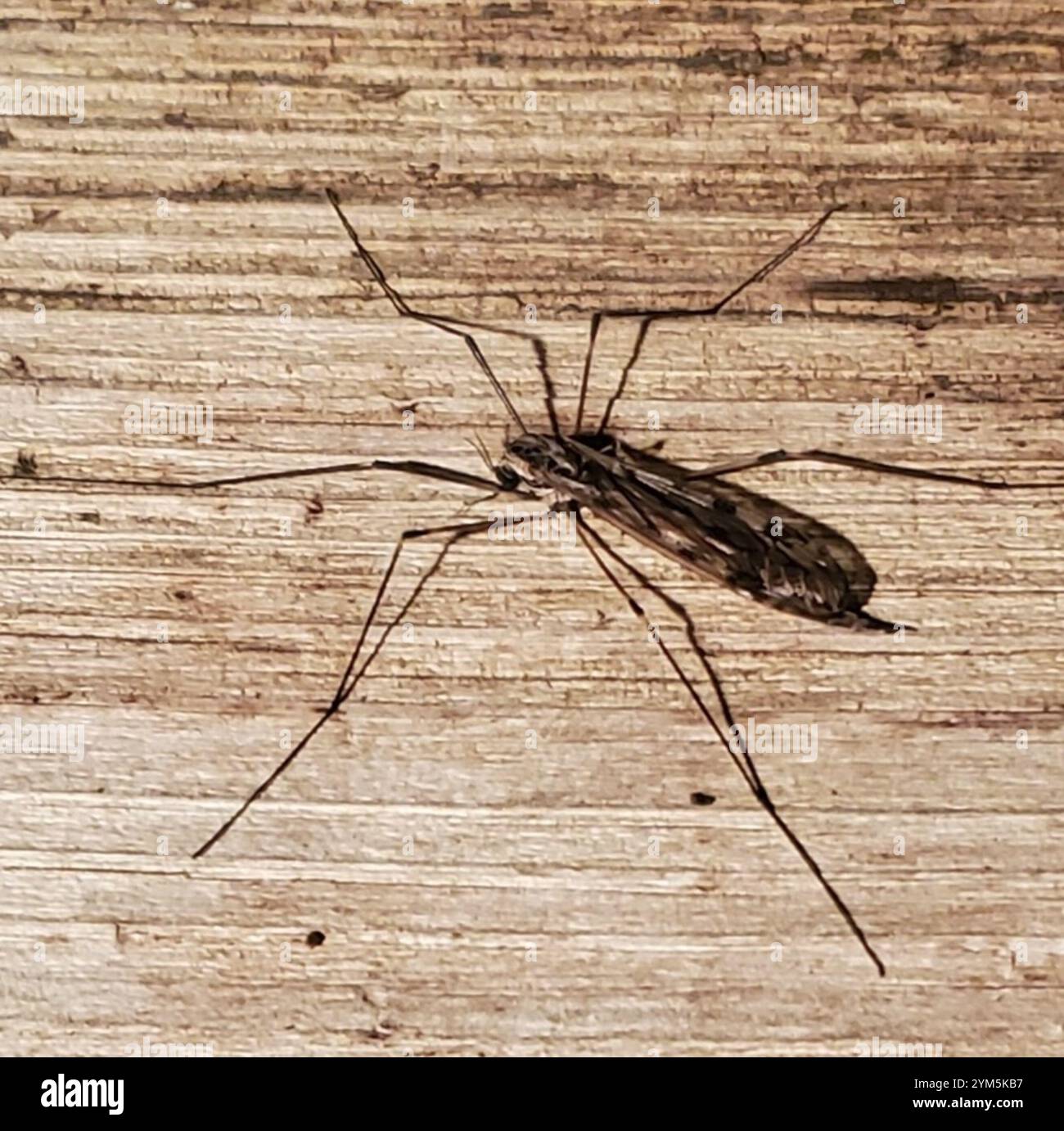 Giant Crane Fly (Tipula abdominalis Stock Photo - Alamy