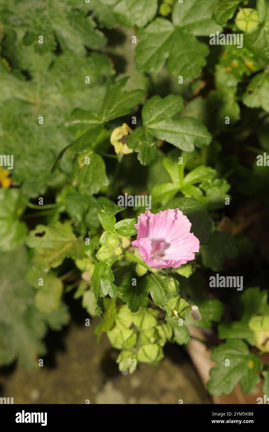 musk mallow (Malva moschata Stock Photo - Alamy
