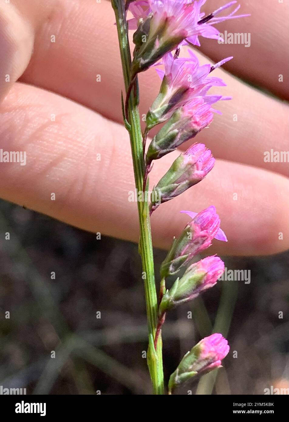 shortleaf blazing star (Liatris tenuifolia Stock Photo - Alamy