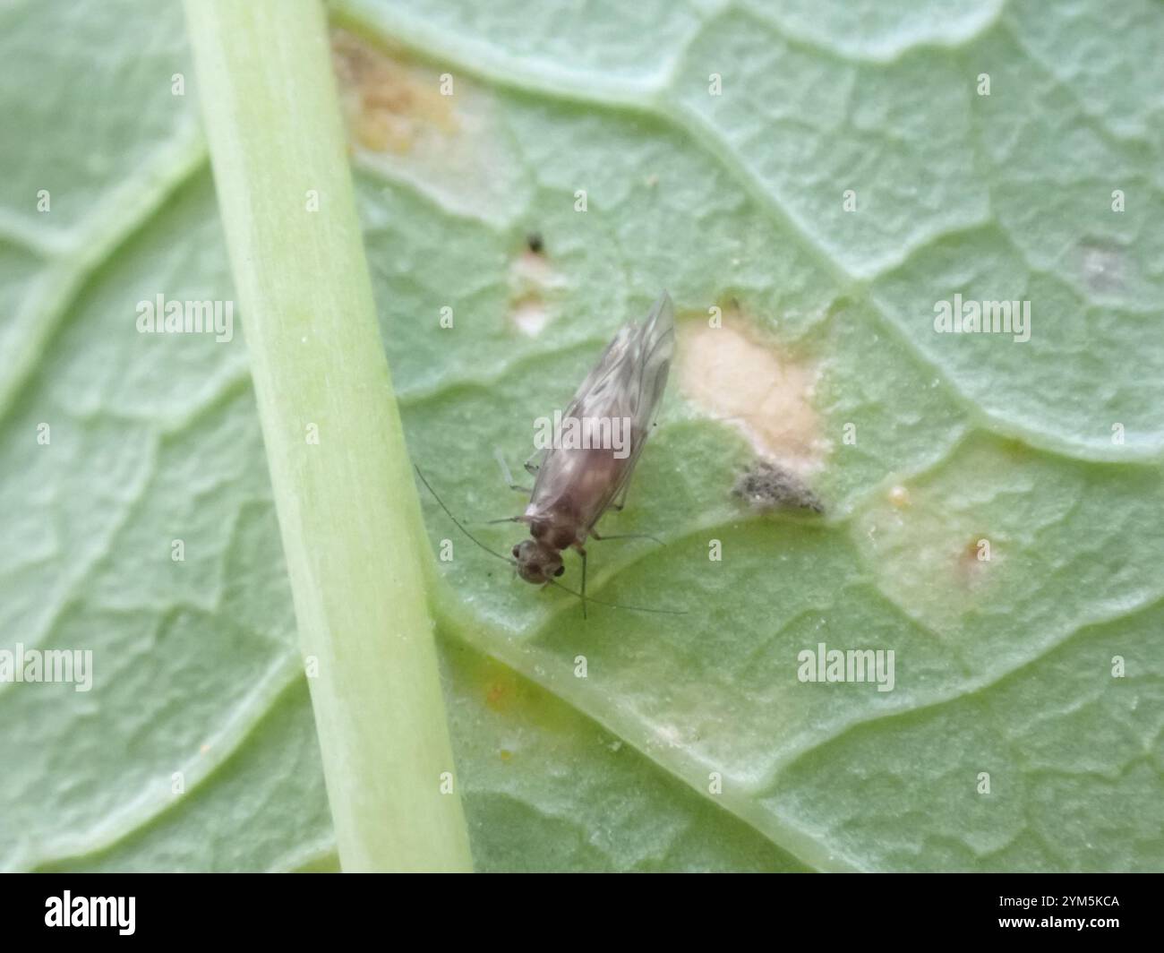 Barklice, Booklice, and Parasitic Lice (Psocodea Stock Photo - Alamy