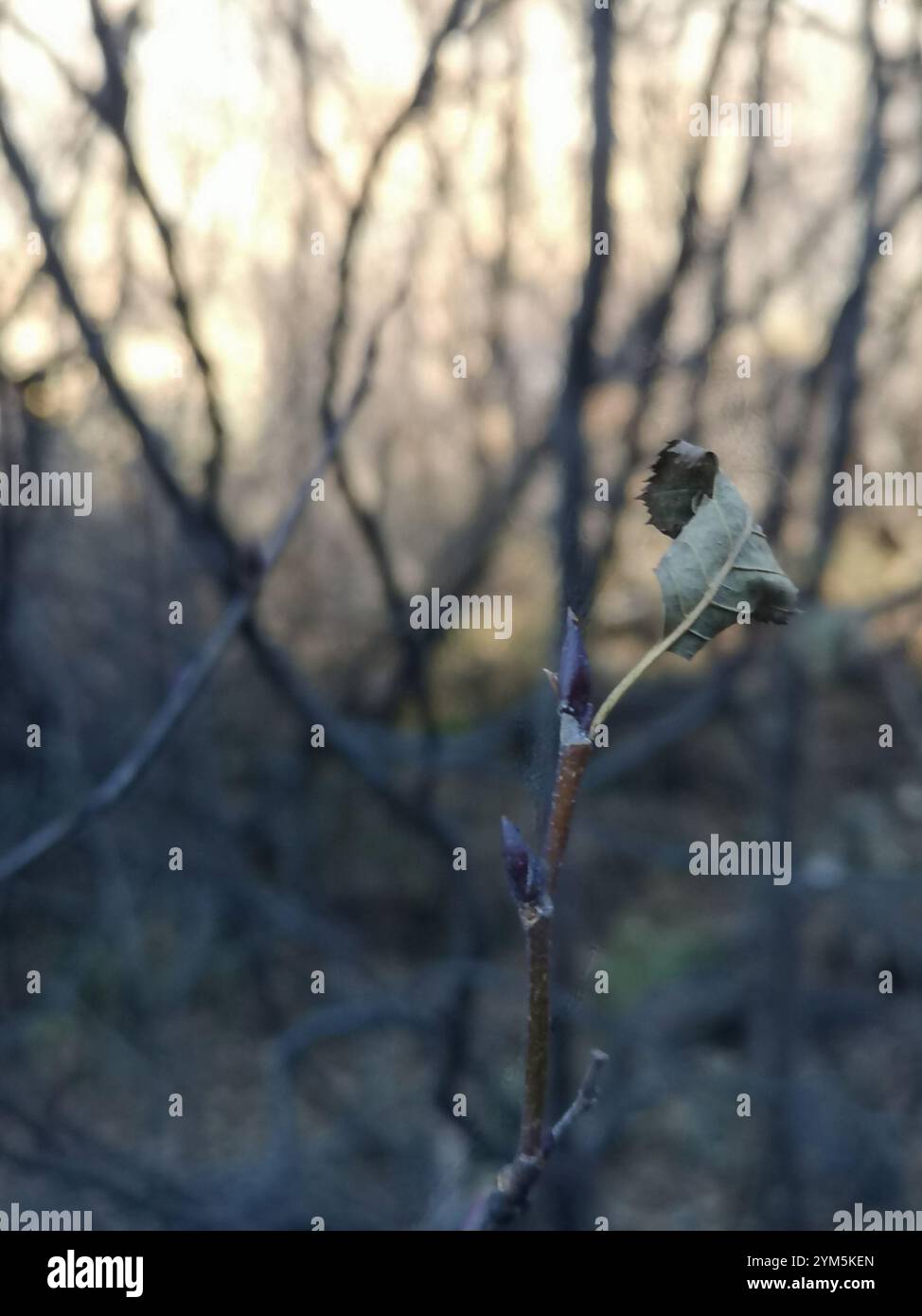 green alder (Alnus alnobetula Stock Photo - Alamy