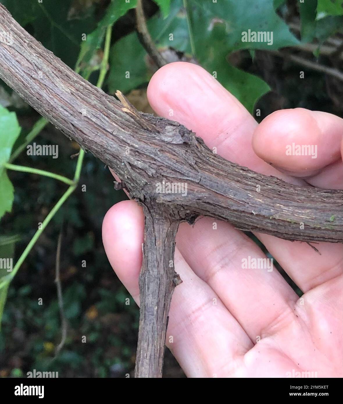 Vitis vulpina hi-res stock photography and images - Alamy