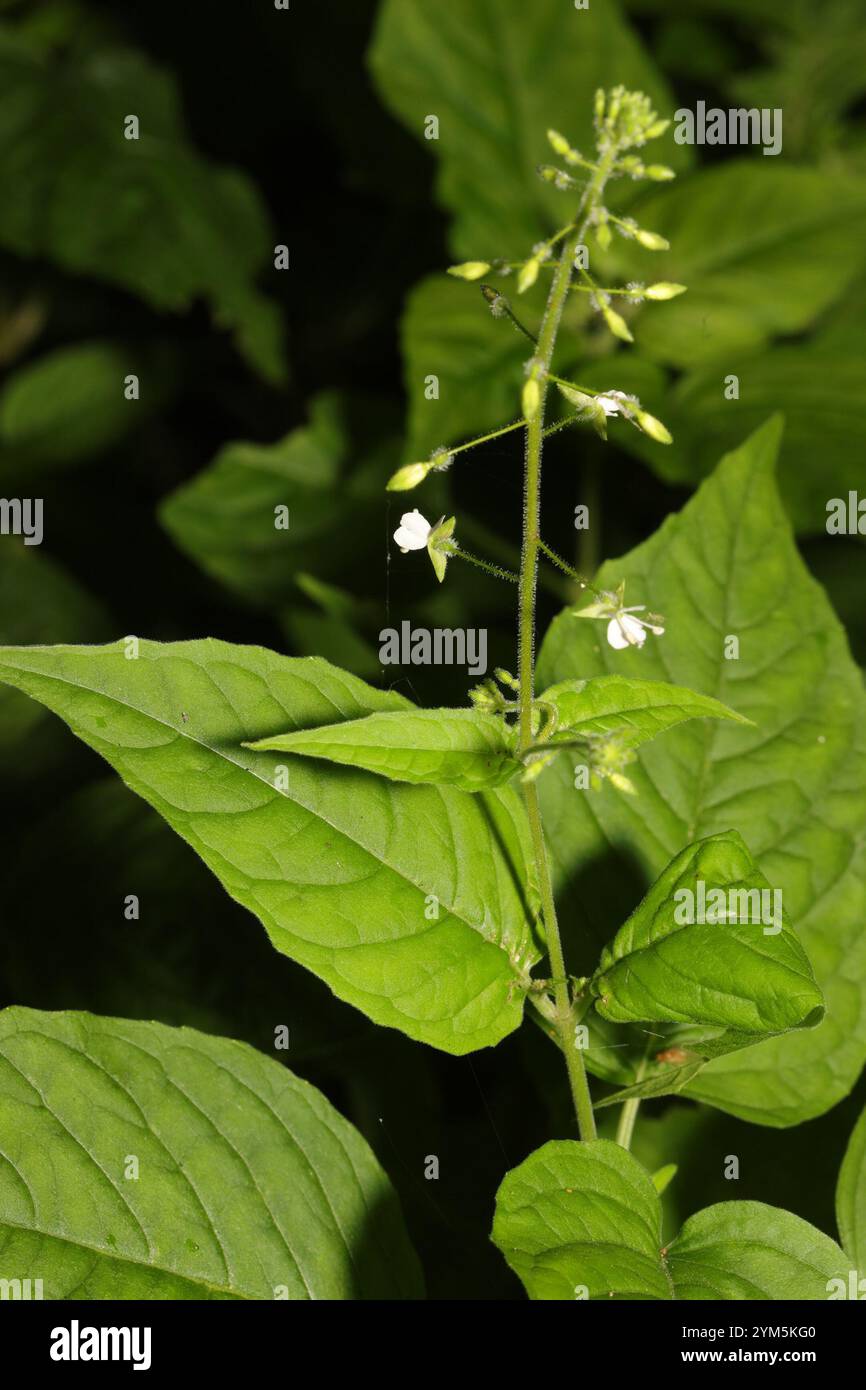 enchanter's-nightshade (Circaea lutetiana Stock Photo - Alamy