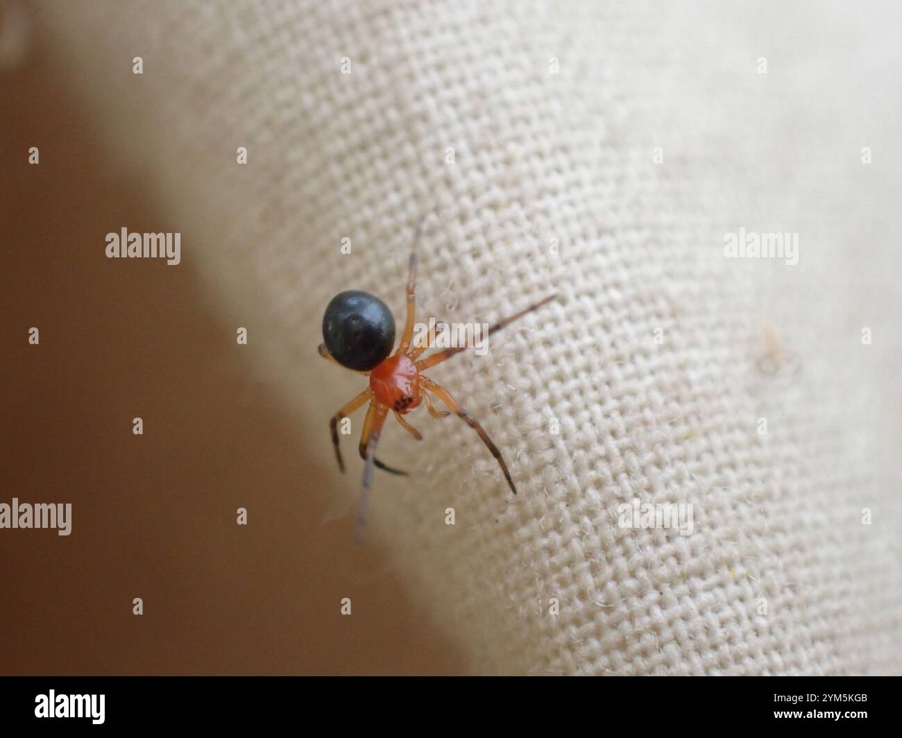 Sheetweb and Dwarf Weavers (Linyphiidae Stock Photo - Alamy