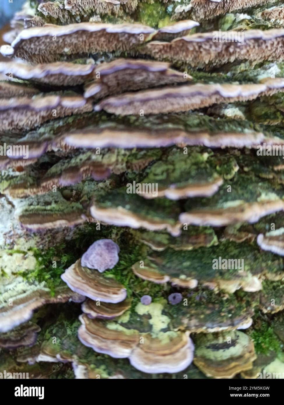 Mossy Maze Polypore (Cerrena unicolor Stock Photo - Alamy