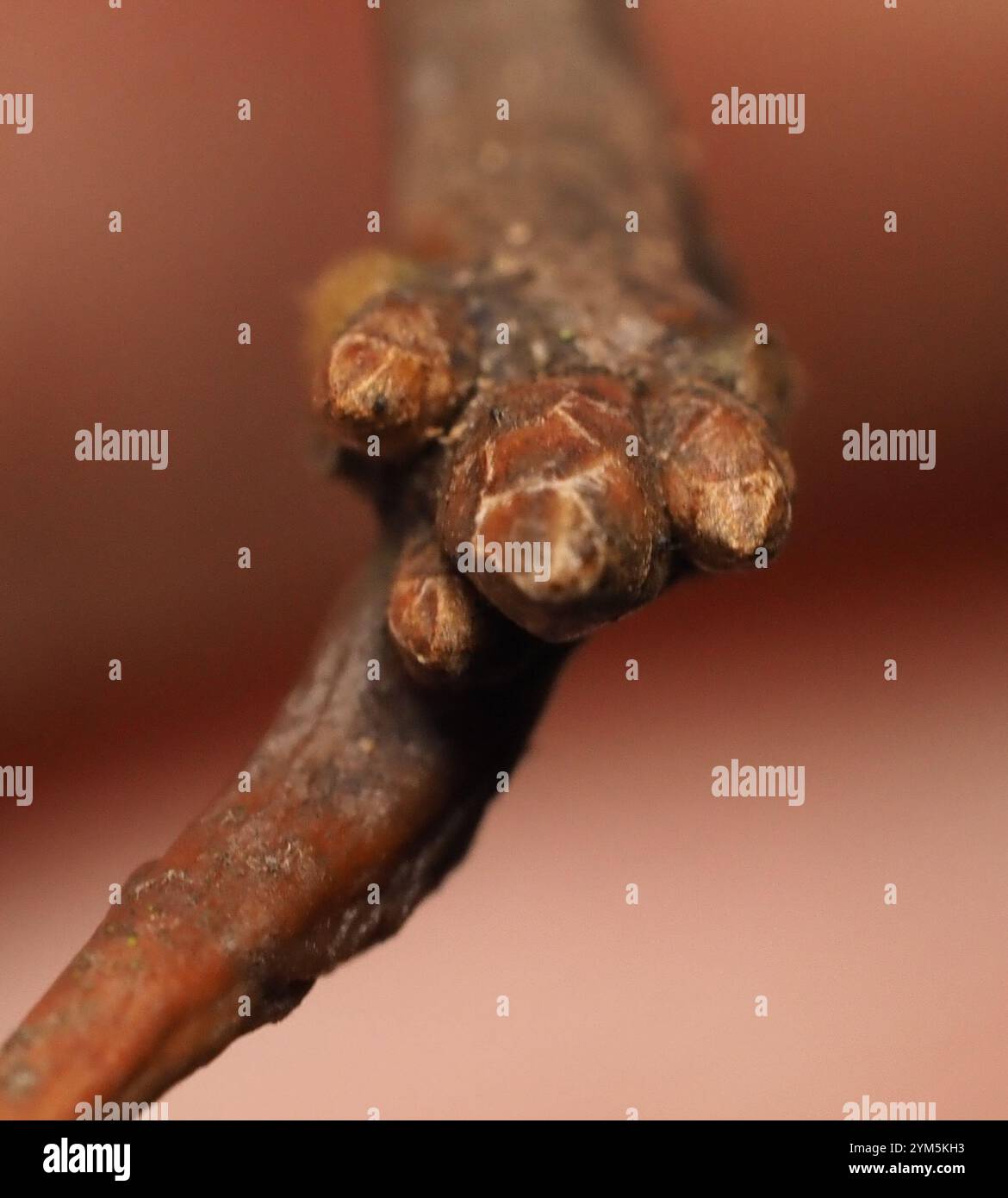 northern red oak (Quercus rubra Stock Photo - Alamy