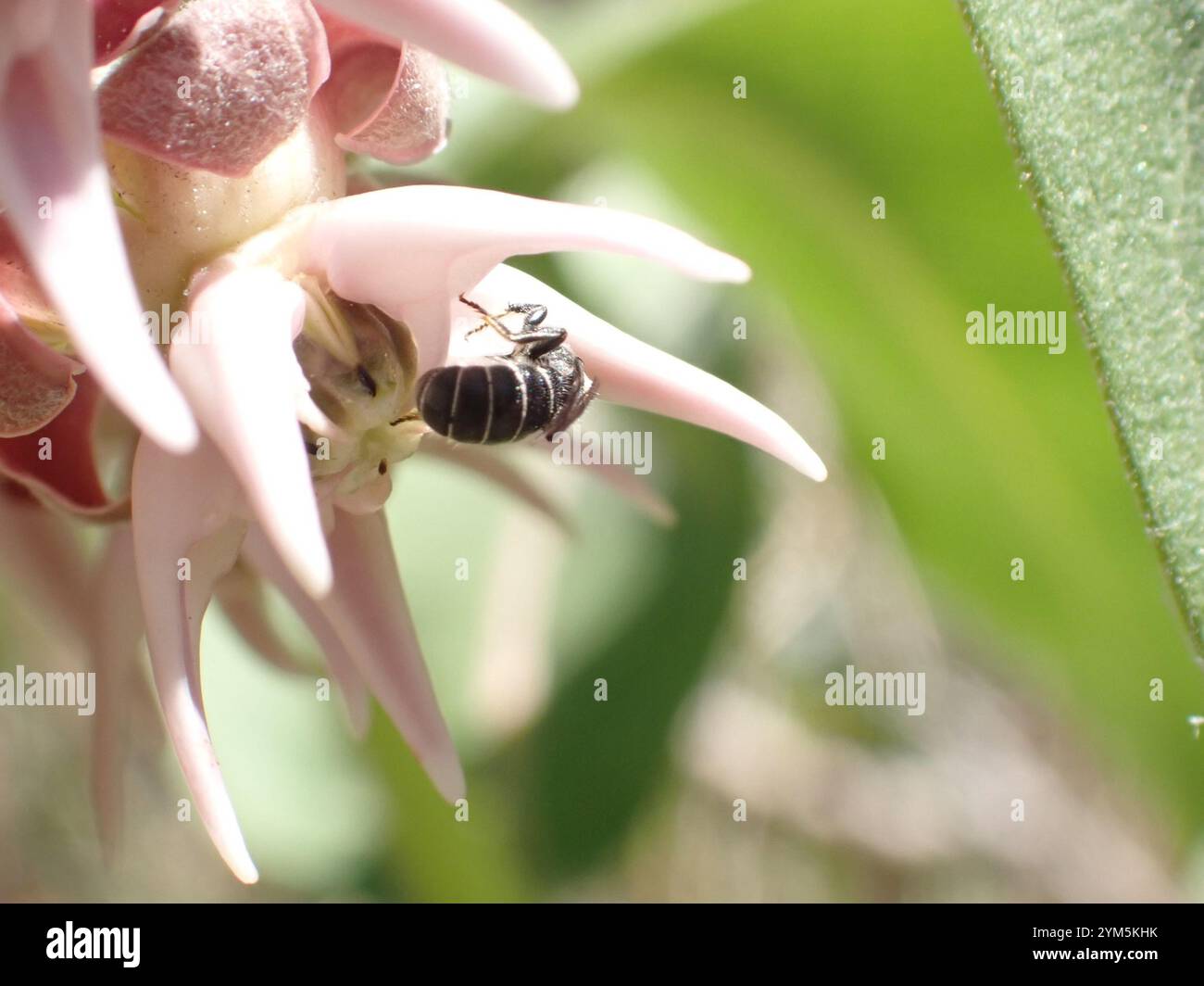 Armored-Resin bees (Heriades Stock Photo - Alamy