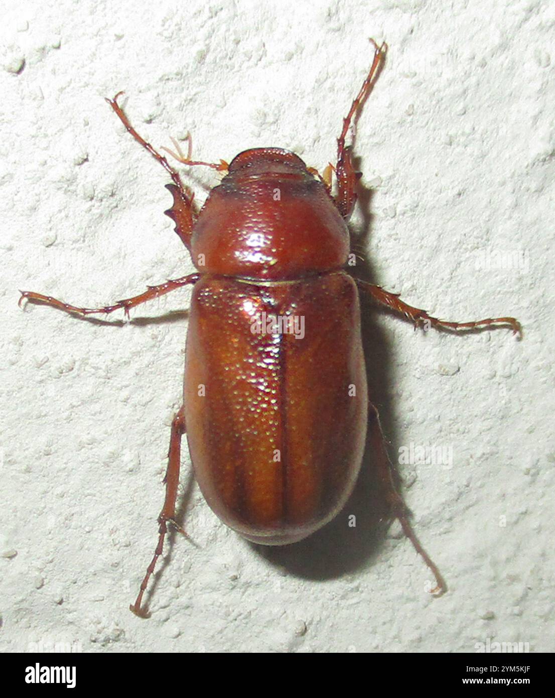 June Beetles (Melolonthinae Stock Photo - Alamy