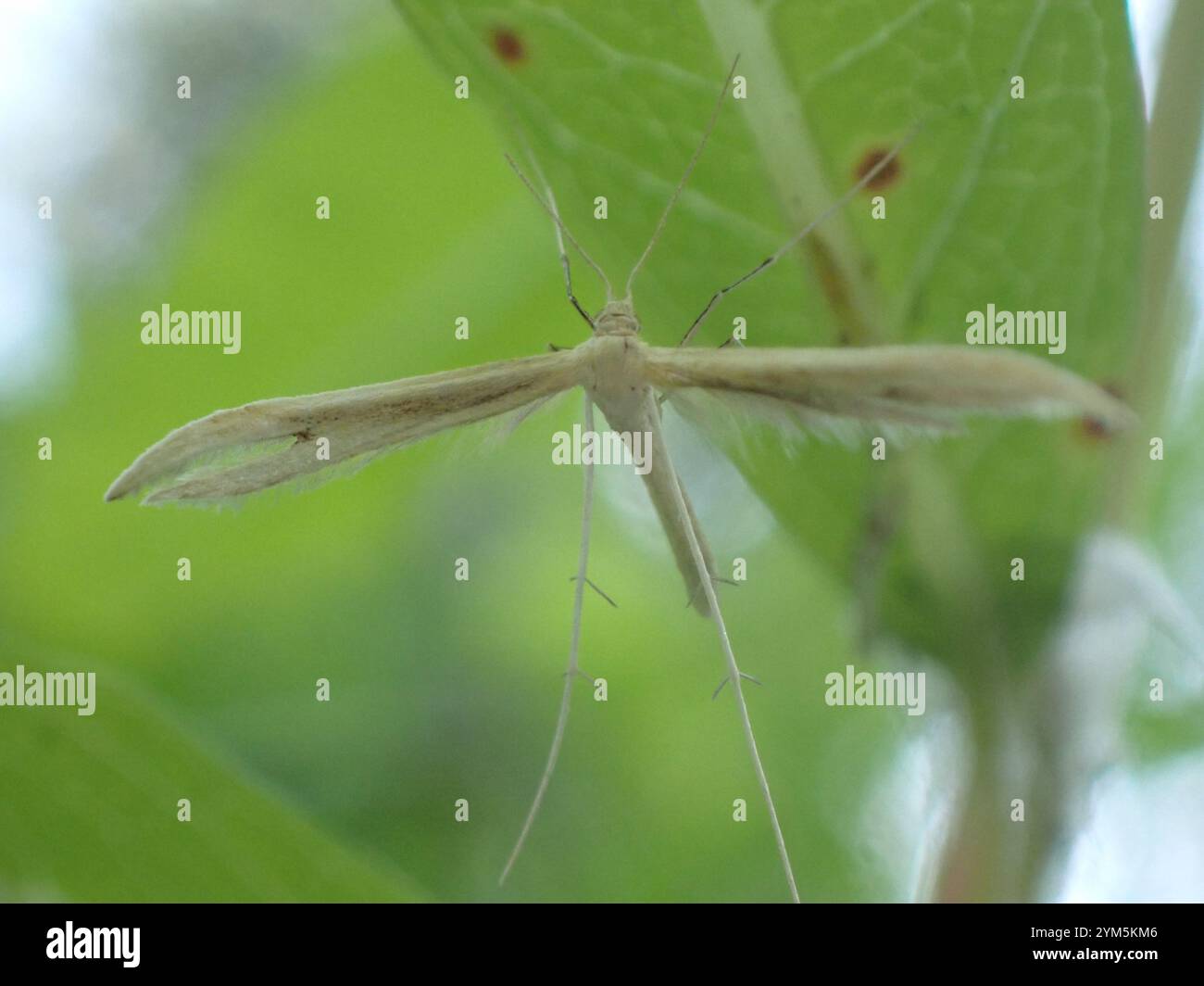 Plume Moths (Pterophoridae Stock Photo - Alamy