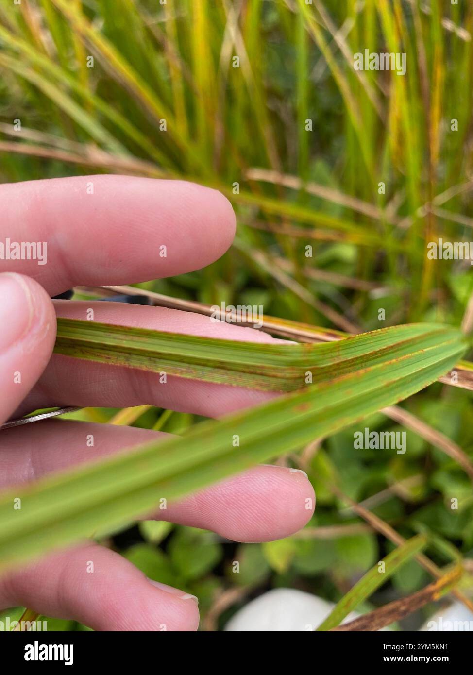 grasses, sedges, cattails, and allies (Poales Stock Photo - Alamy