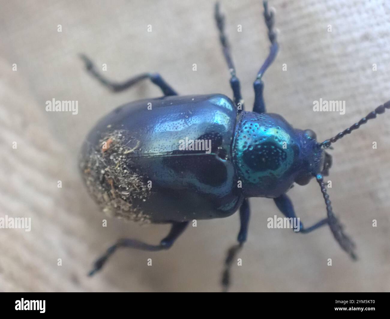 Cobalt Milkweed Beetle (Chrysochus cobaltinus Stock Photo - Alamy