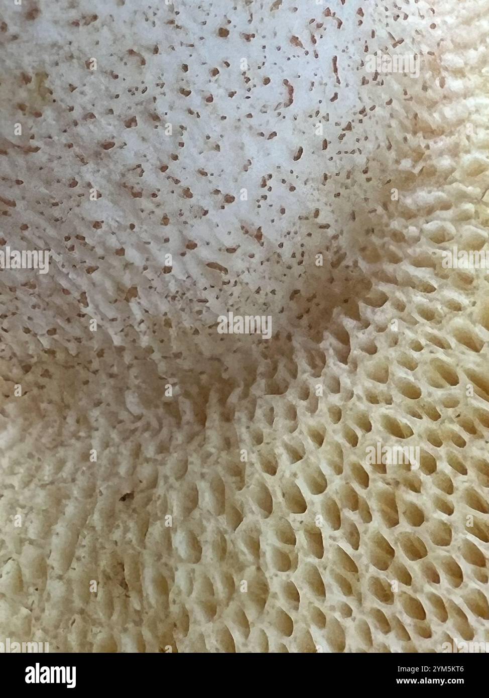 Butterball (Suillus weaverae Stock Photo - Alamy