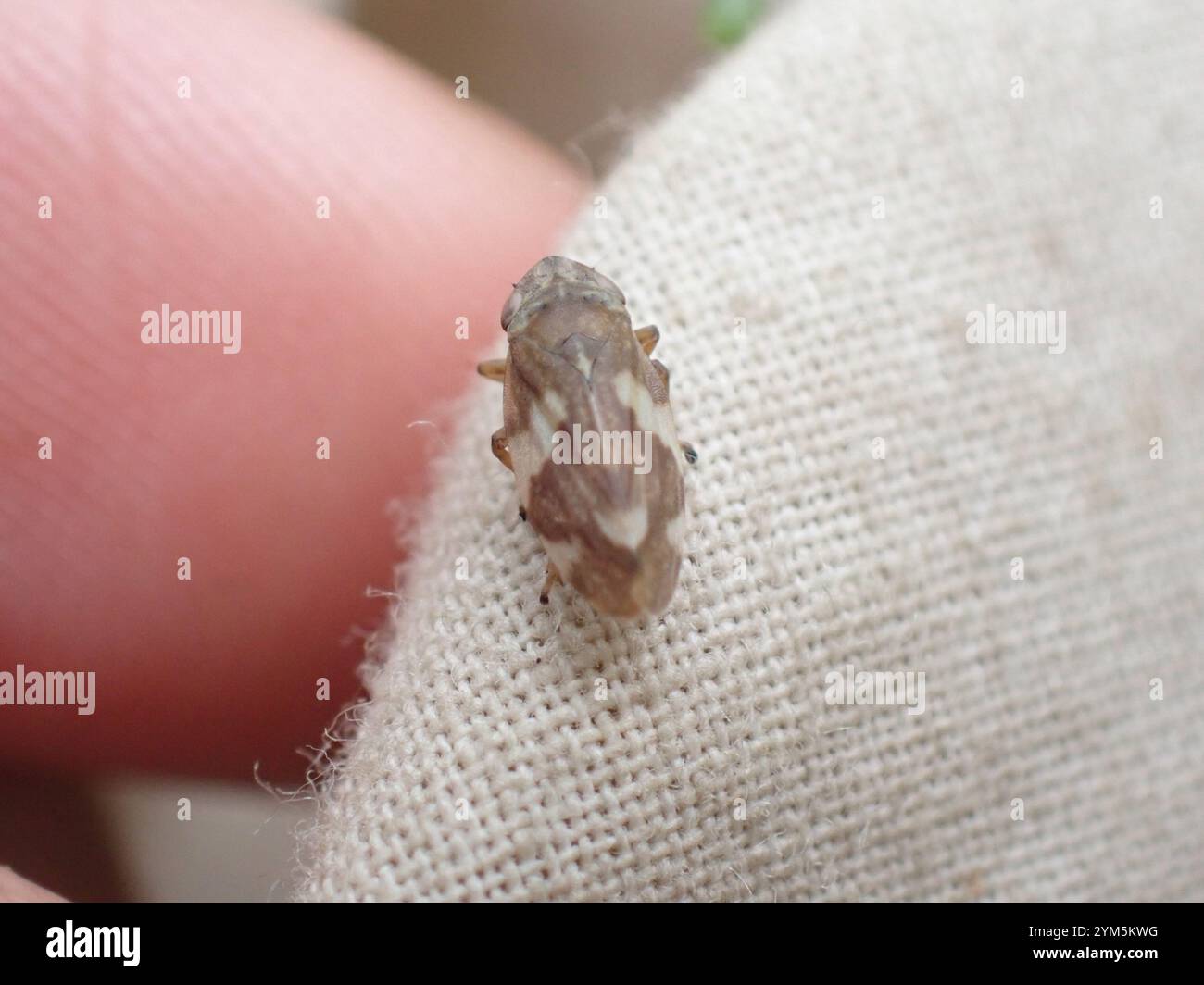 Meadow Spittlebug (Philaenus spumarius Stock Photo - Alamy