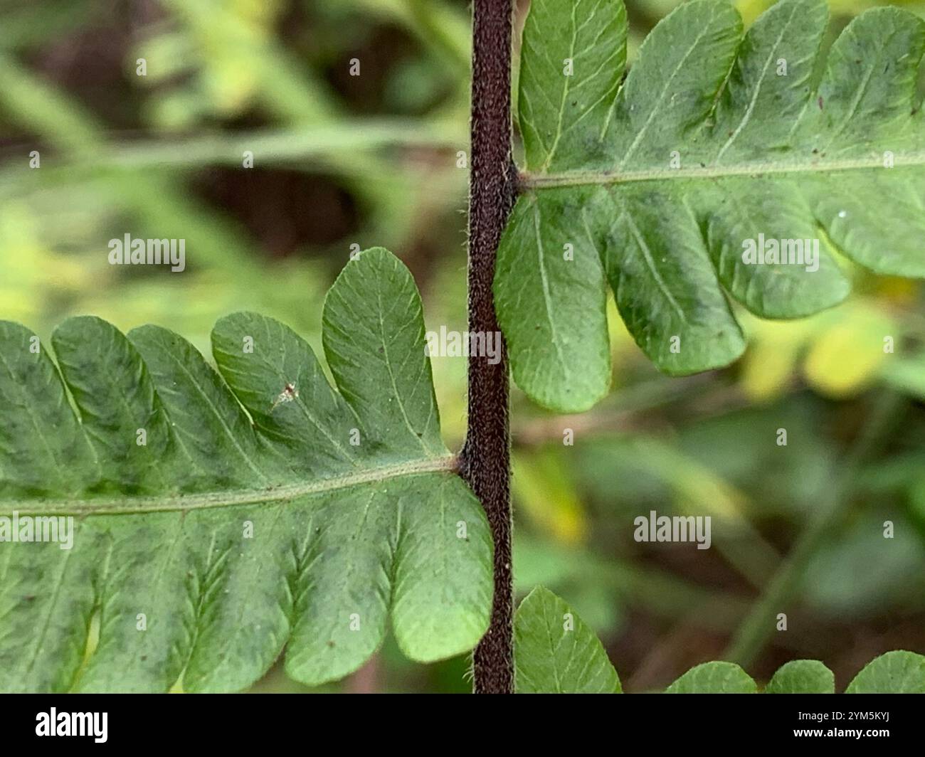 Soft Fern (Christella dentata Stock Photo - Alamy