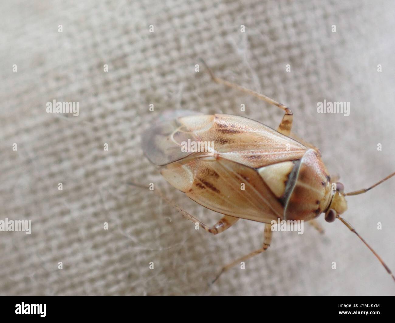 Lygus bugs hi-res stock photography and images - Alamy