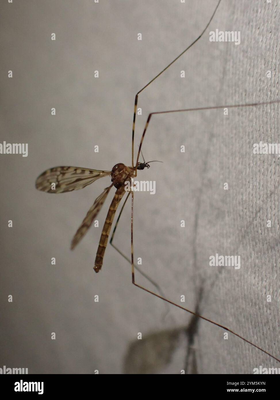 Crane Flies (Tipulomorpha Stock Photo - Alamy