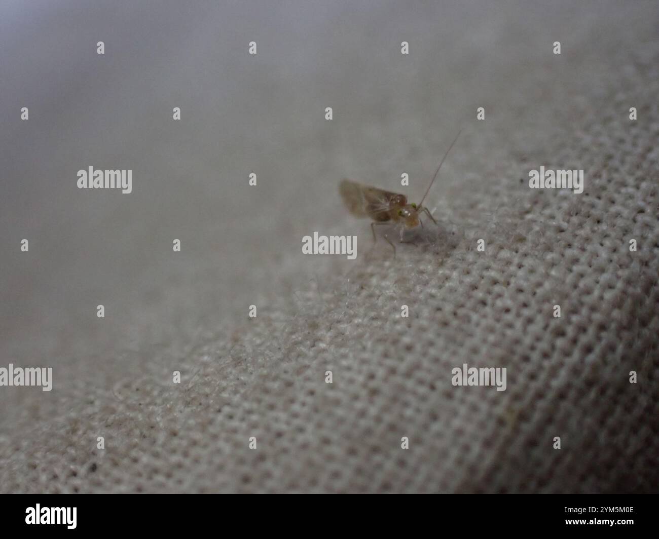 Barklice, Booklice, and Parasitic Lice (Psocodea Stock Photo - Alamy