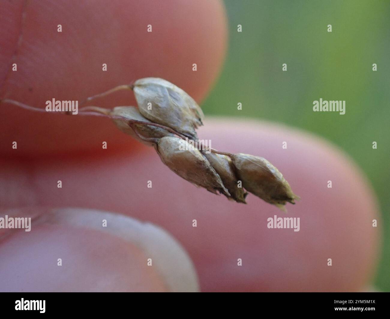 northern sweetgrass (Anthoxanthum hirtum Stock Photo - Alamy