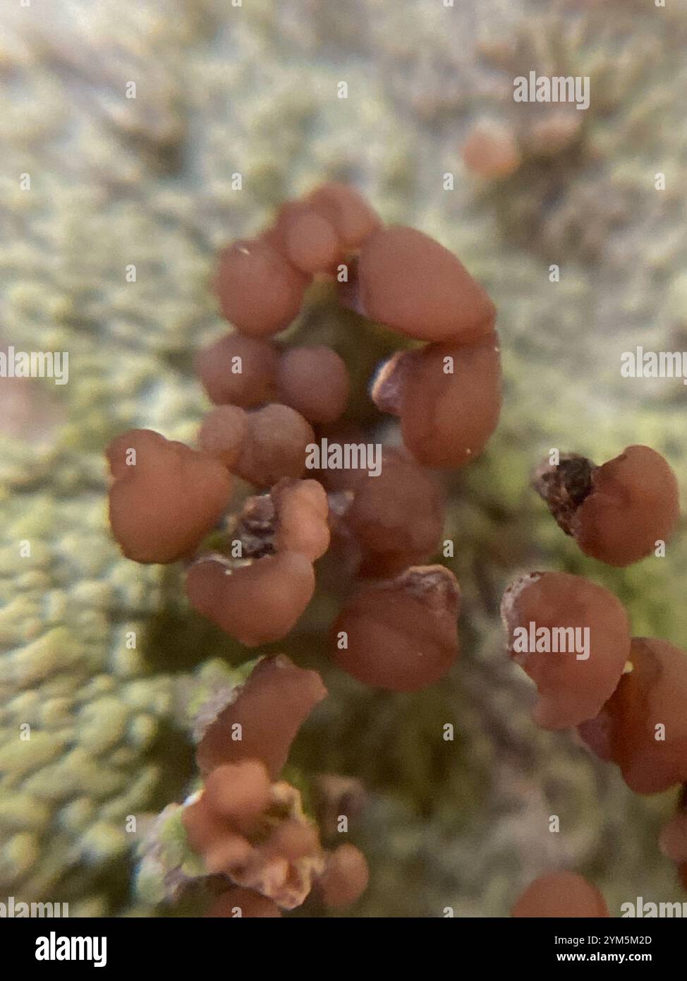 Brown Beret Lichen (Baeomyces rufus Stock Photo - Alamy