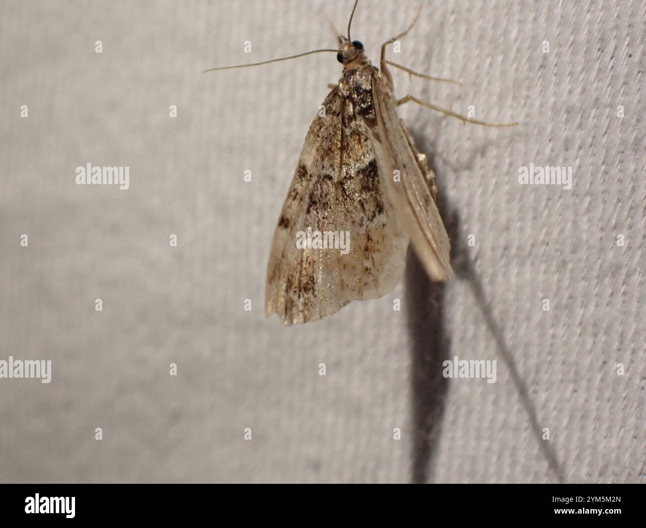 Geometer Moths (Geometridae Stock Photo - Alamy
