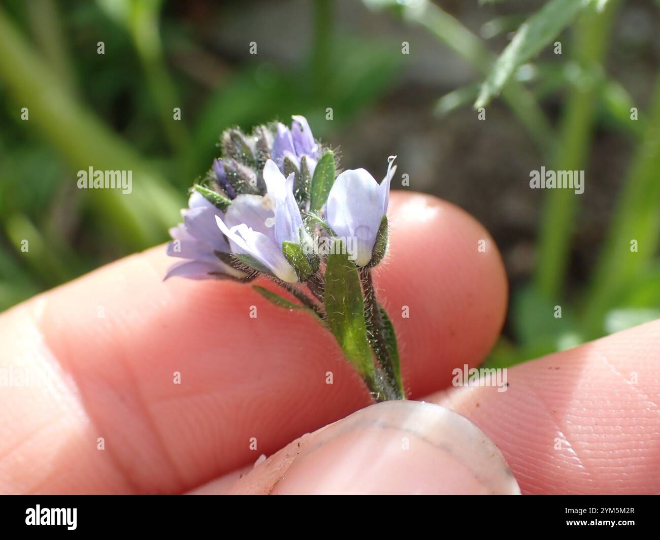 American alpine speedwell hi-res stock photography and images - Alamy
