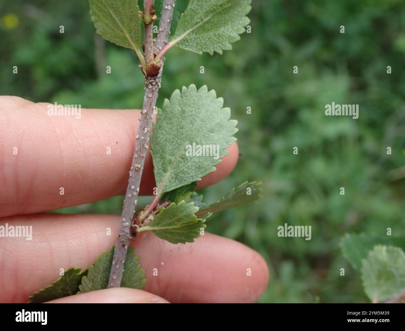 dwarf resin birch (Betula glandulosa Stock Photo - Alamy