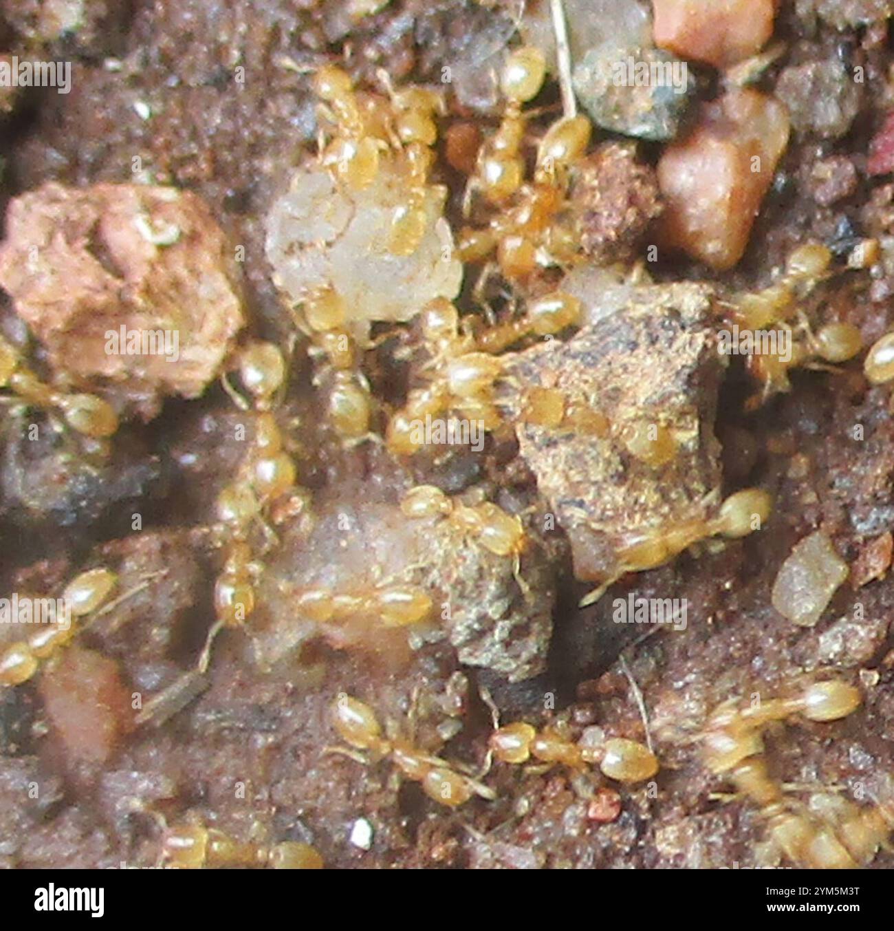 Thief ant hi-res stock photography and images - Alamy