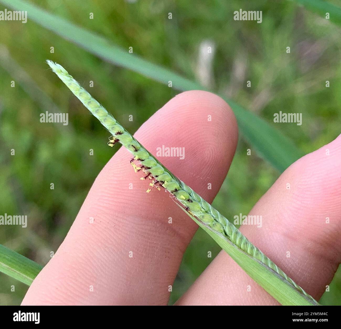 Vasey Grass (Paspalum urvillei Stock Photo - Alamy