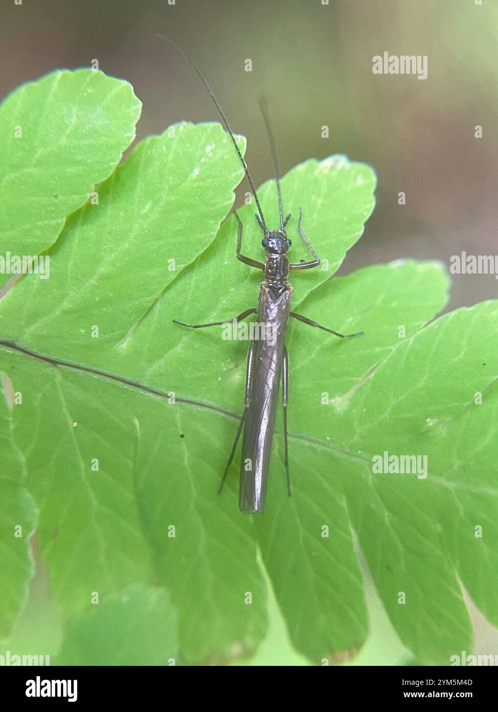 Rolled-winged Stoneflies (Leuctridae Stock Photo - Alamy