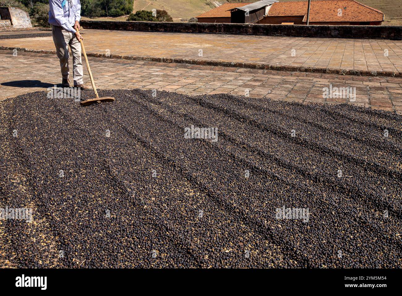 Worker traces coffee during grains drying process in southeast of ...