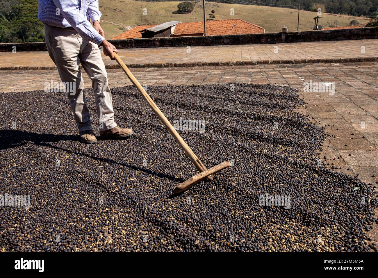 Worker traces coffee during grains drying process in southeast of ...