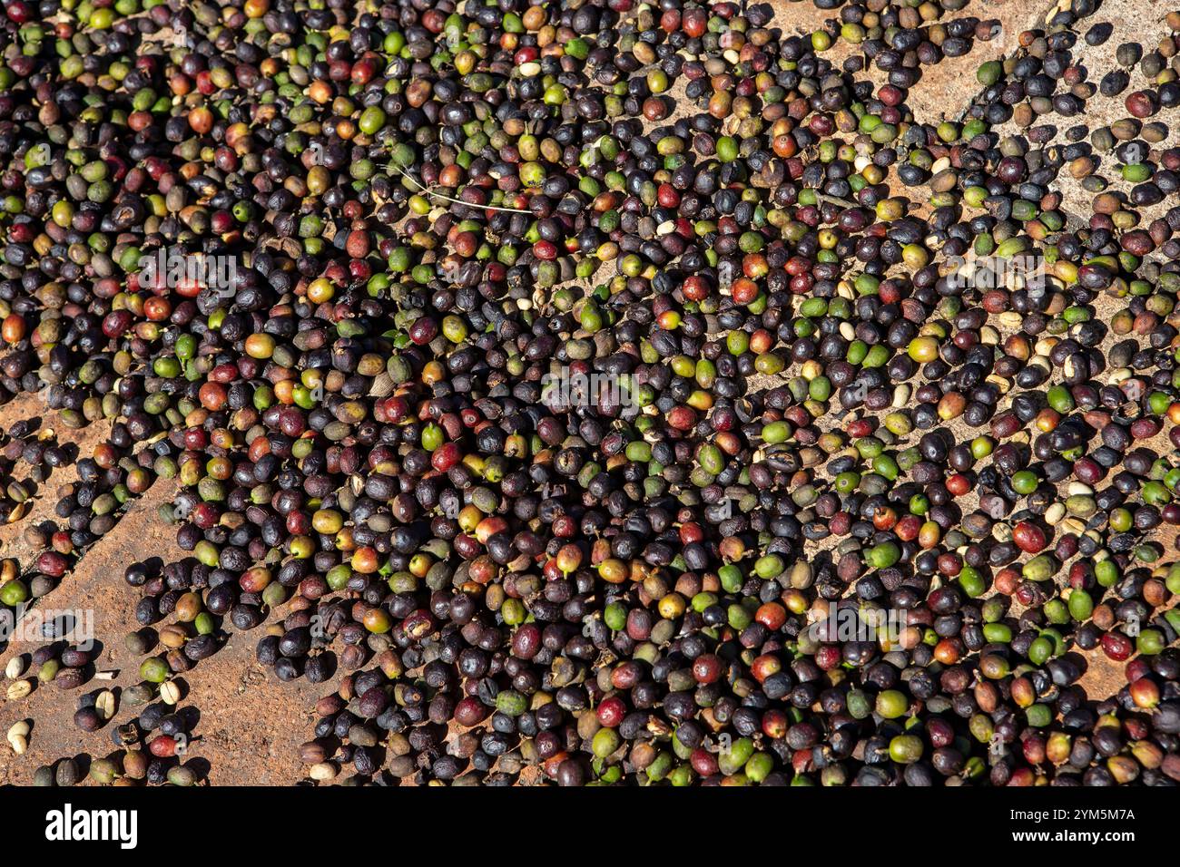 the process of drying coffee beans. natural process. drying coffee ...