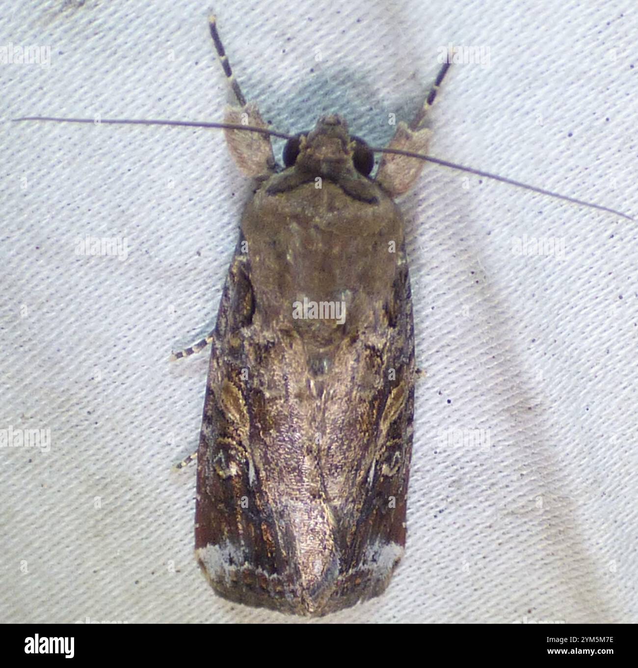 Fall Armyworm Moth (Spodoptera frugiperda Stock Photo - Alamy