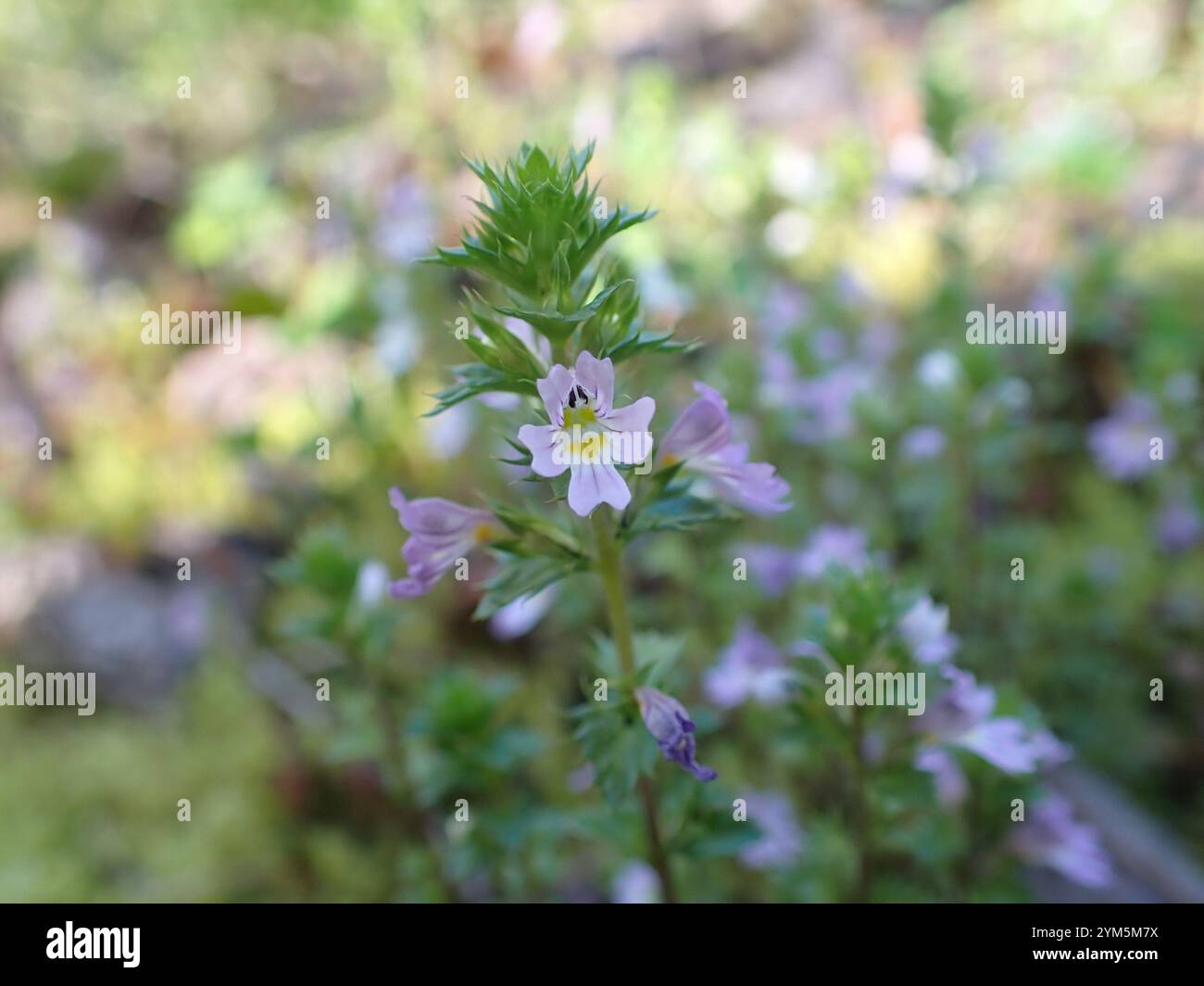 Common Eyebright (Euphrasia nemorosa Stock Photo - Alamy