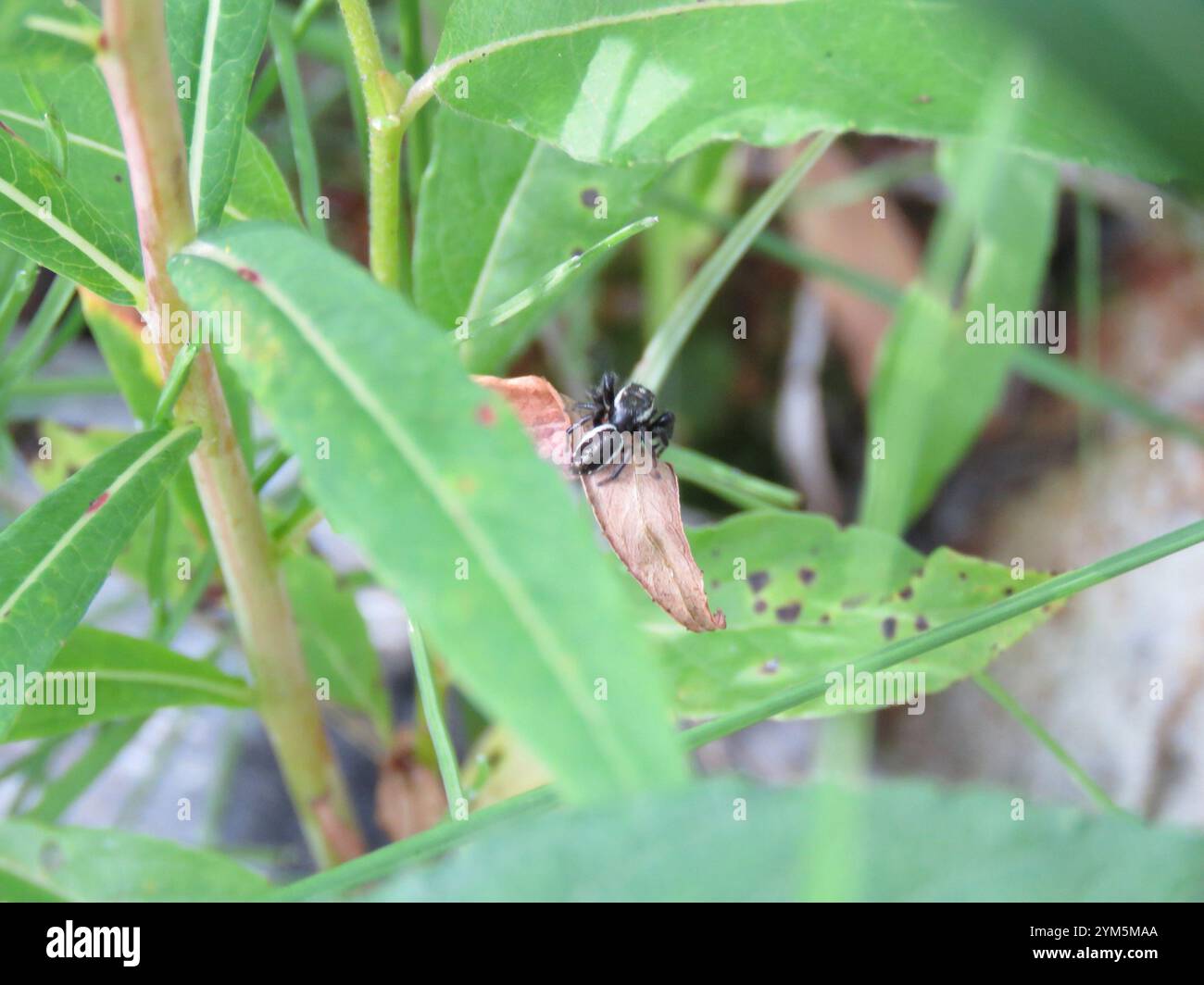 Bronze Jumping Spider (Eris militaris Stock Photo - Alamy