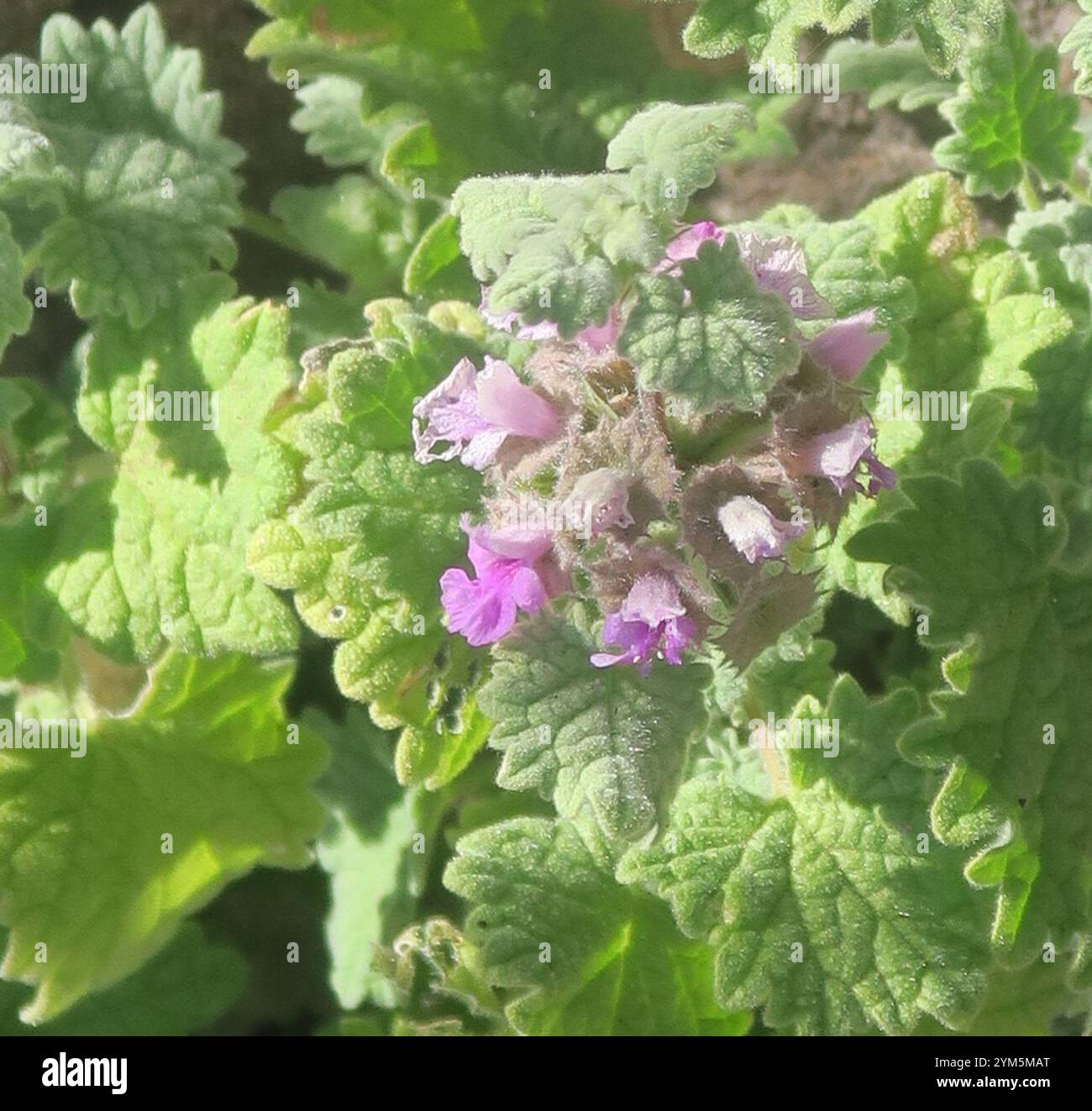 Cat Herb (Pseudodictamnus africanus Stock Photo - Alamy