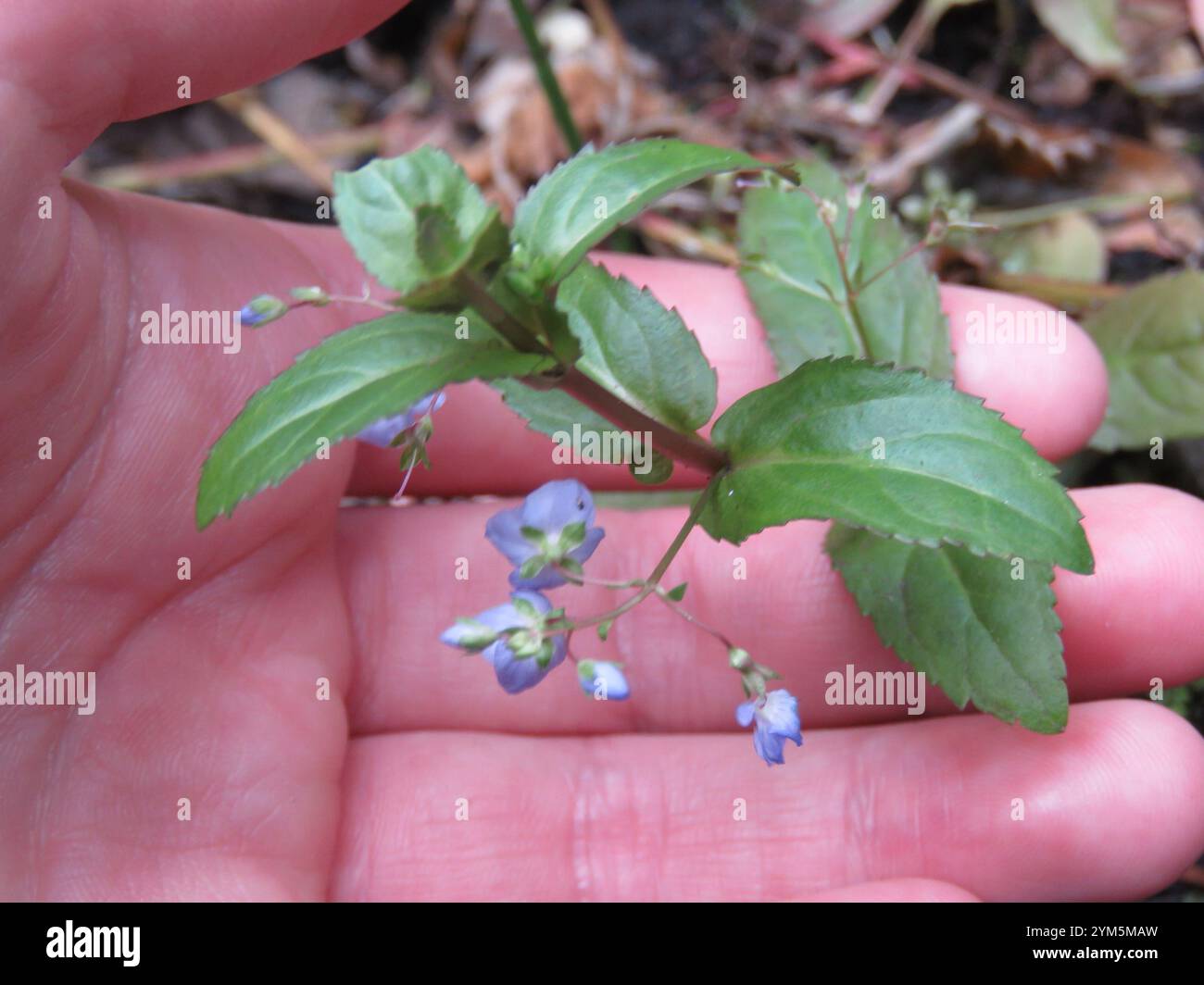 American brooklime hi-res stock photography and images - Alamy