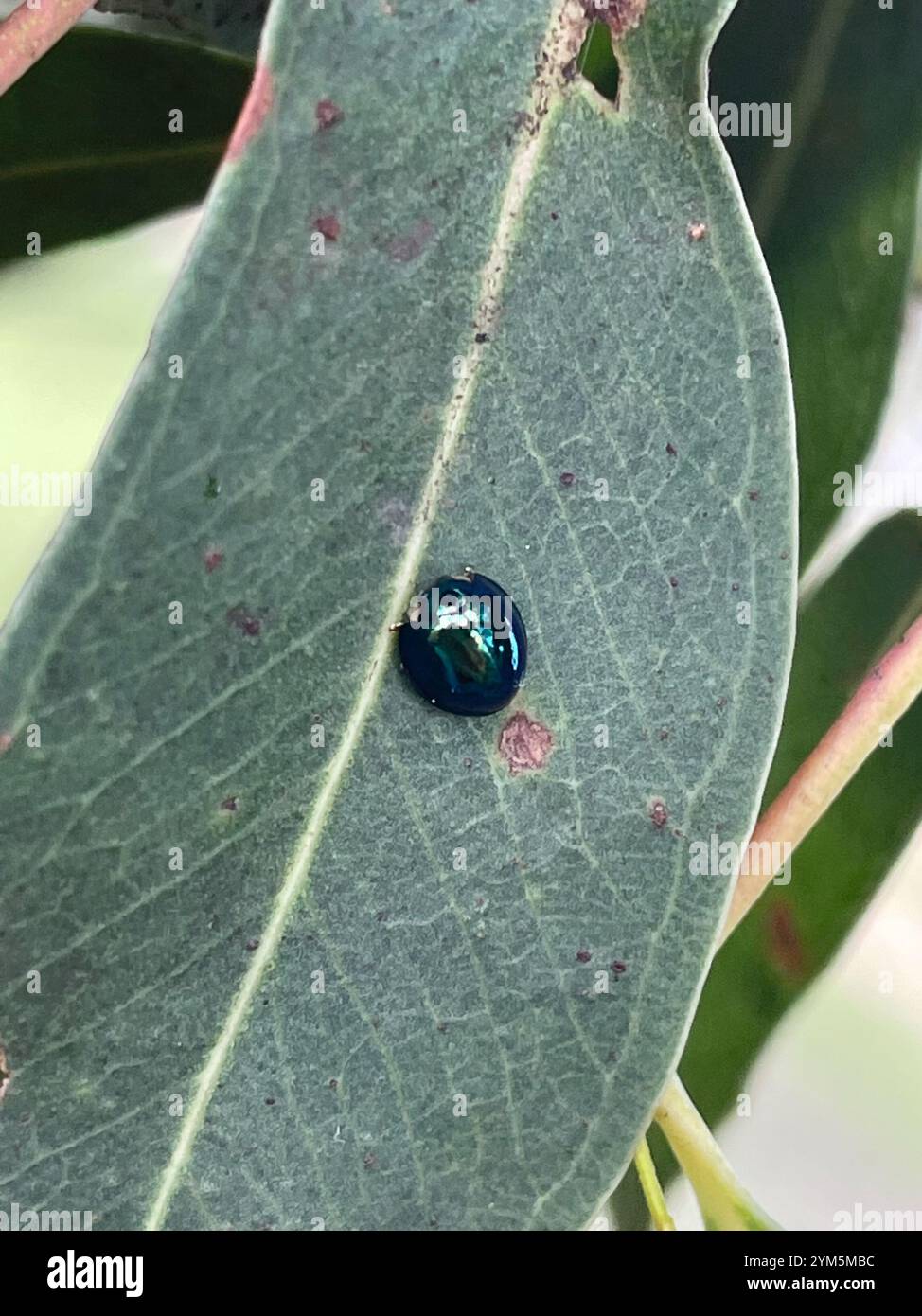 Steelblue Lady Beetle (Halmus chalybeus Stock Photo - Alamy