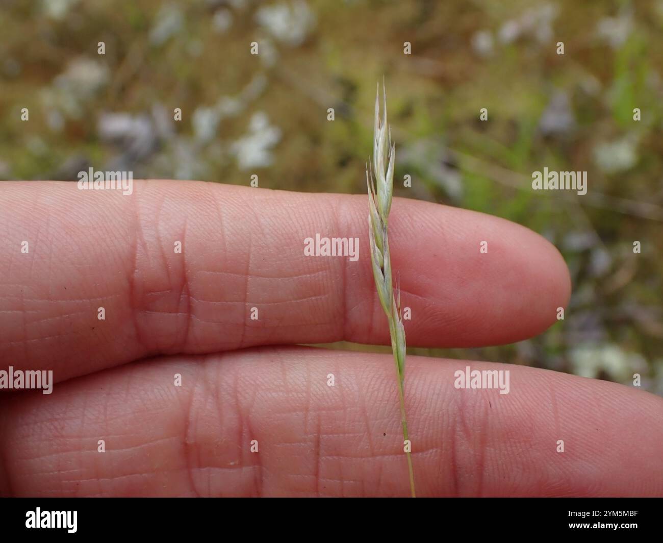 Saltgrass (Distichlis spicata Stock Photo - Alamy