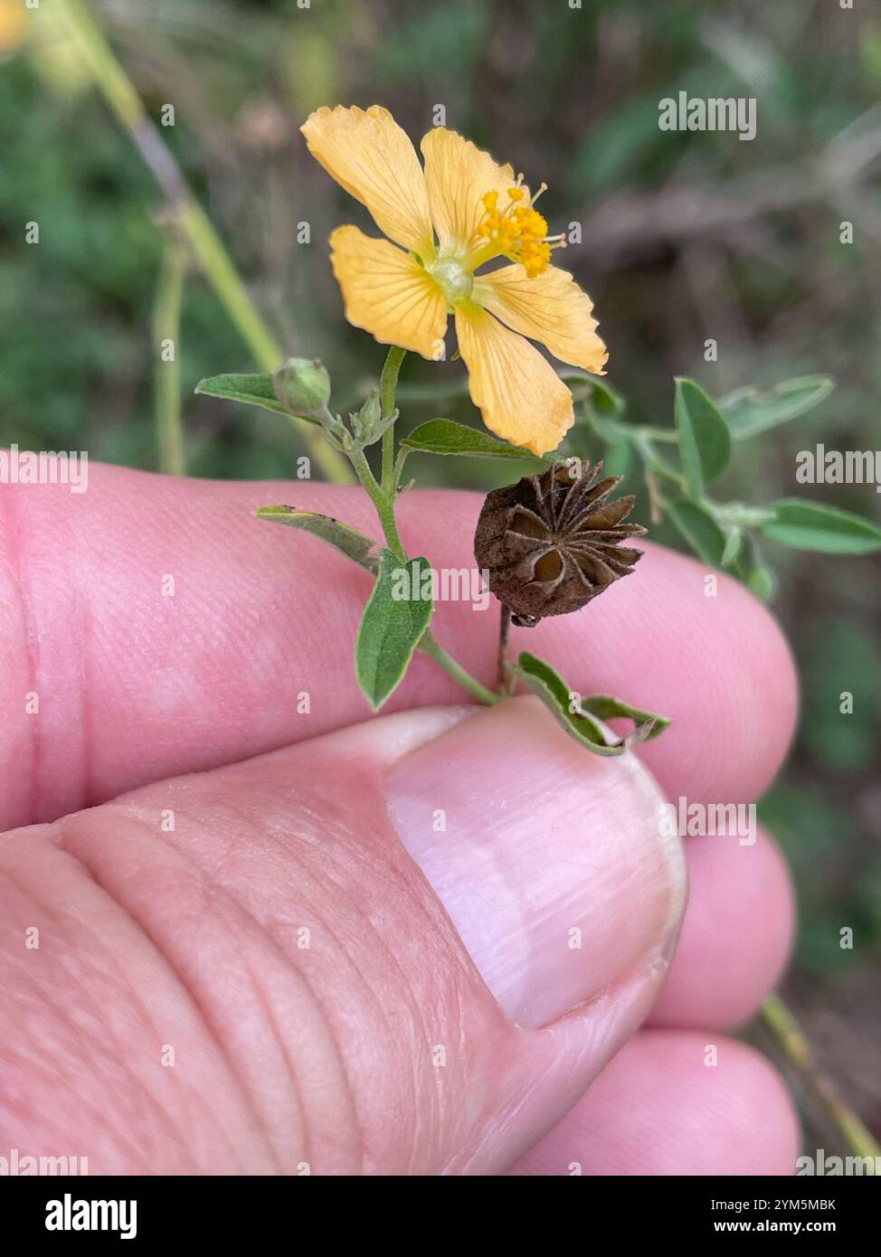 sweet Indian Mallow (Abutilon fruticosum Stock Photo - Alamy