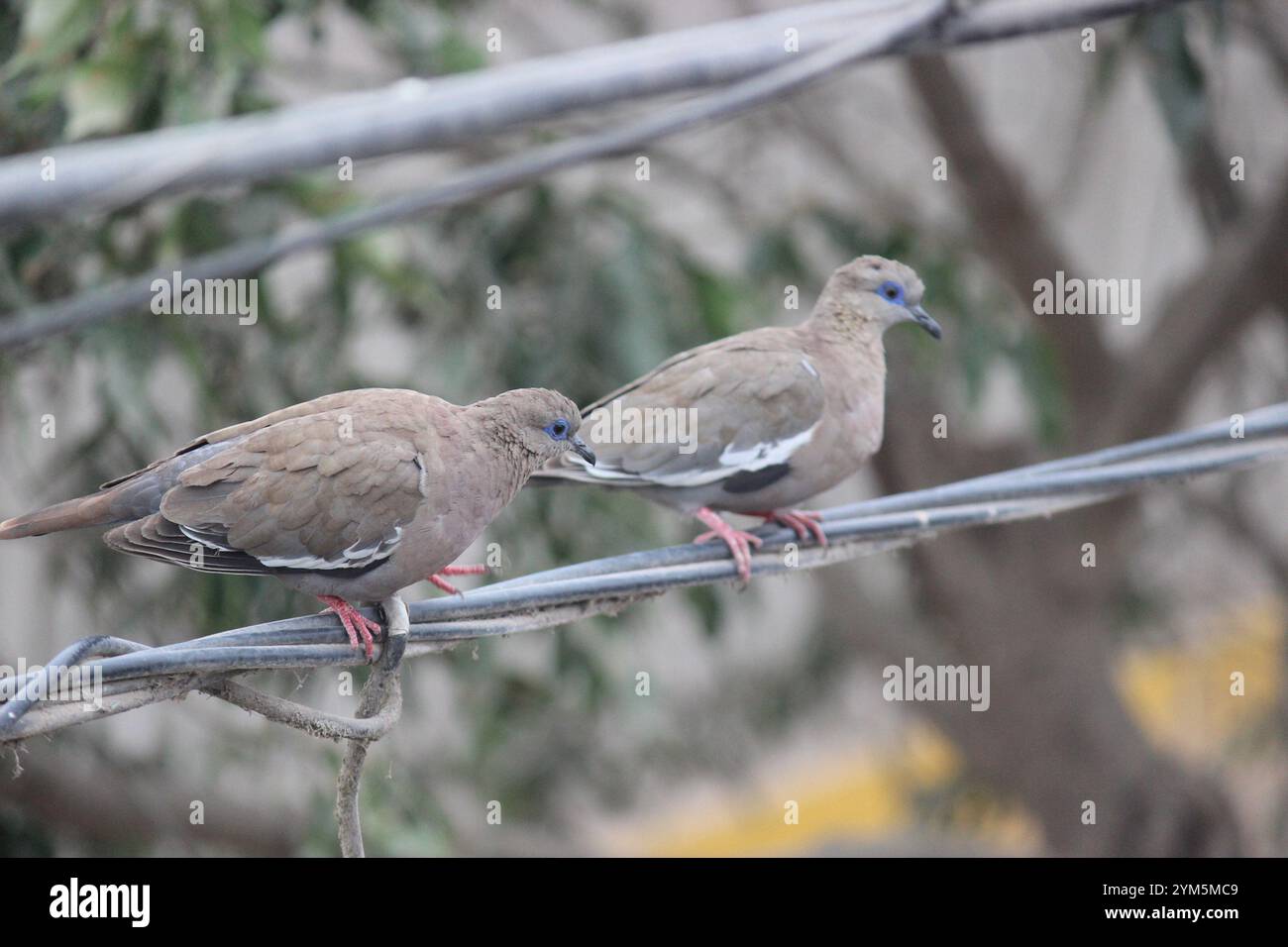 West Peruvian Dove (Zenaida meloda Stock Photo - Alamy