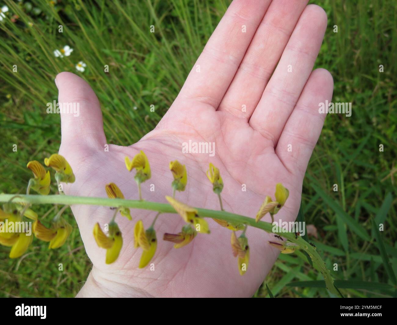 lanceleaf rattlebox (Crotalaria lanceolata Stock Photo - Alamy