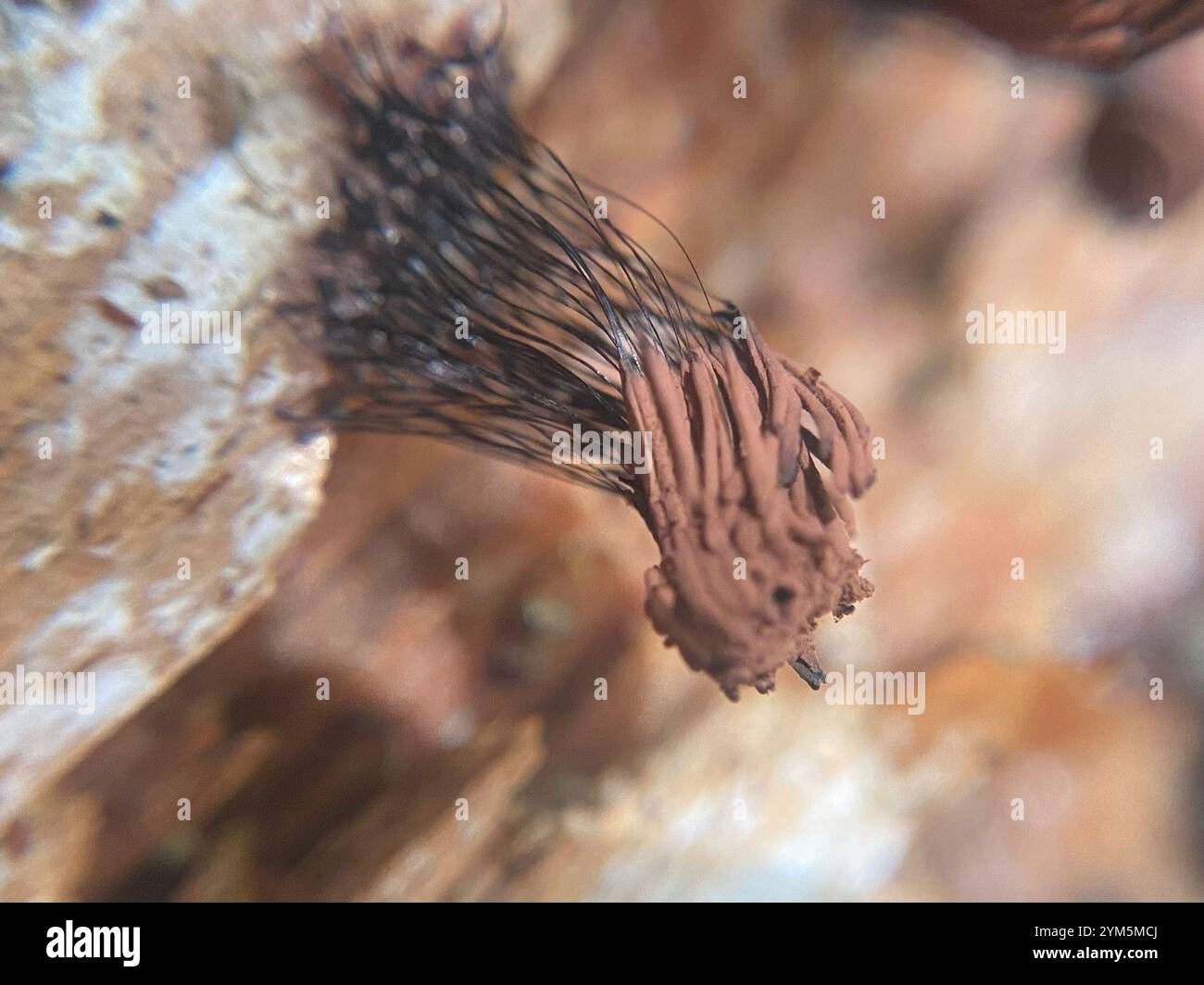 chocolate tube slime (Stemonitis splendens Stock Photo - Alamy