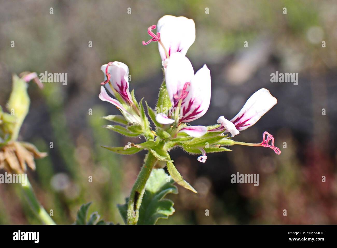 Velvet Storksbill (Pelargonium candicans Stock Photo - Alamy