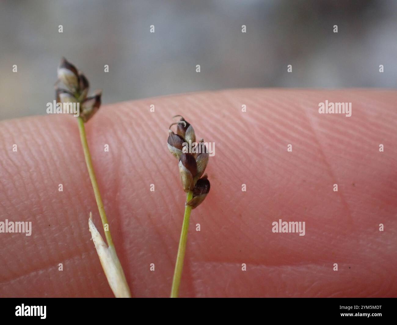 Carex eburnea hi-res stock photography and images - Alamy